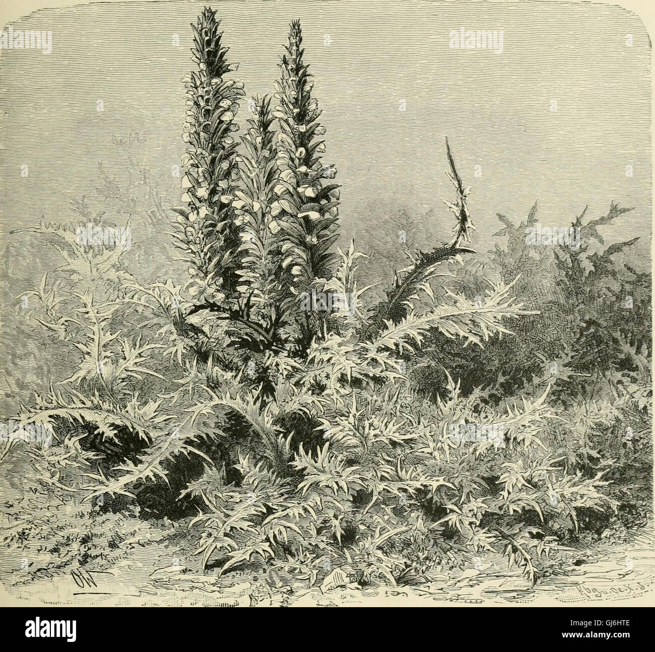 This 1902 work provides an in-depth study of plant biology, covering ...
