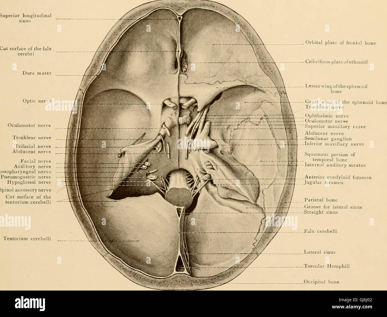 *Atlas and Text-Book of Topographic and Applied Anatomy* (1905) is a ...