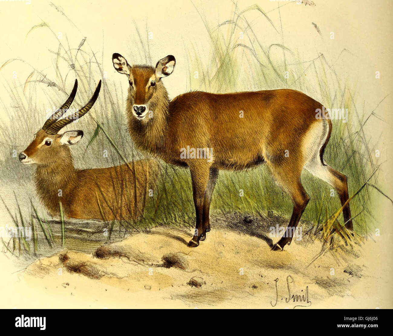 The book of antelopes (1894 Stock Photo - Alamy