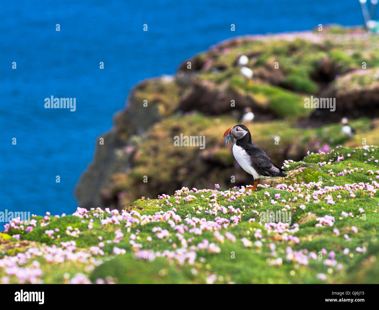 dh Bu Ness FAIR ISLE SHETLAND Puffin with sand eels in bill thrift ...