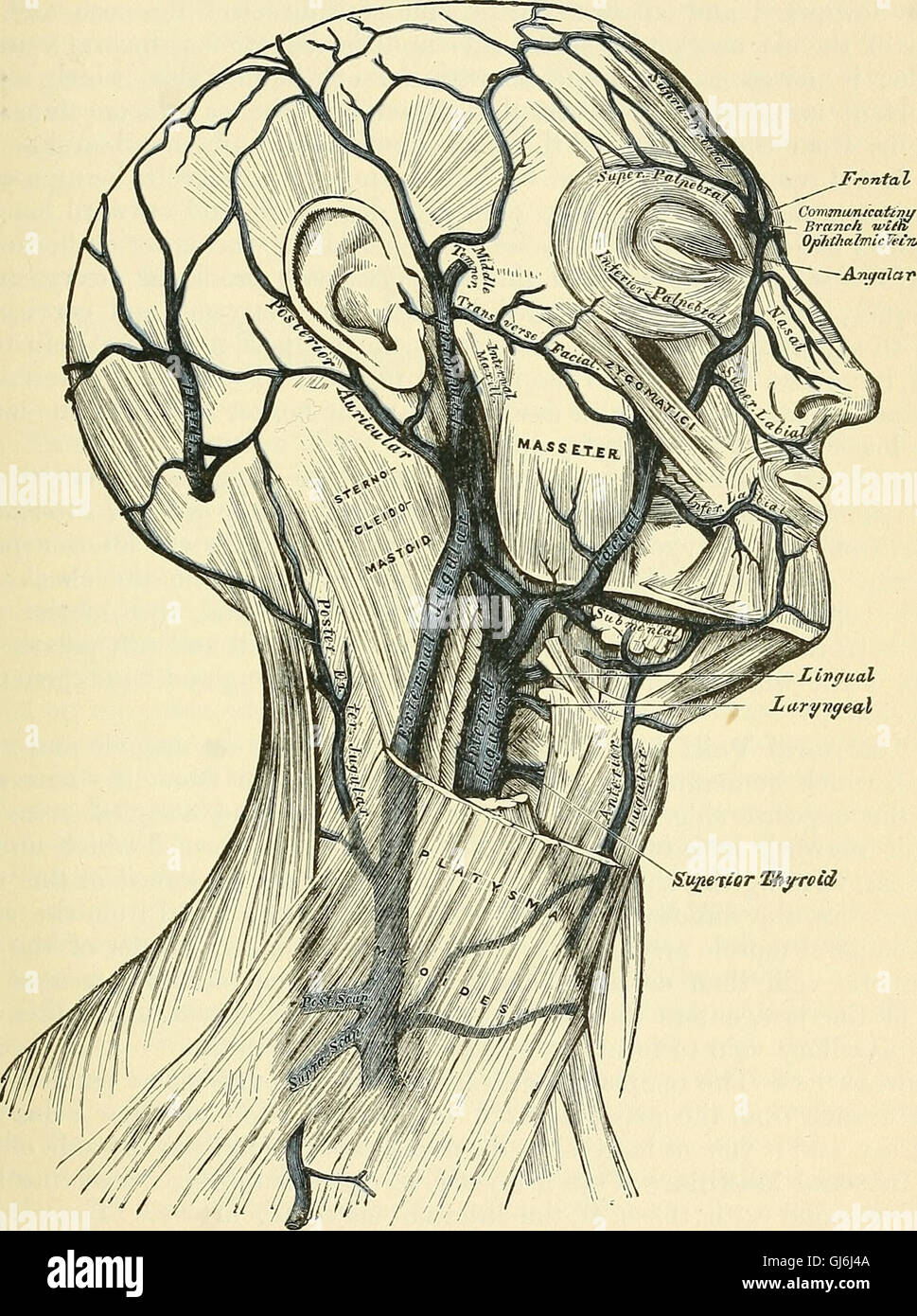 Anatomy, descriptive and surgical (1887 Stock Photo - Alamy