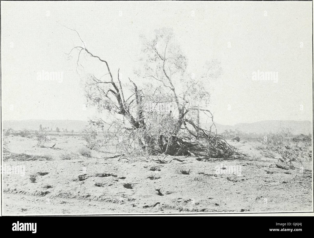 This work details the life history of *Dipodomys spectabilis ...