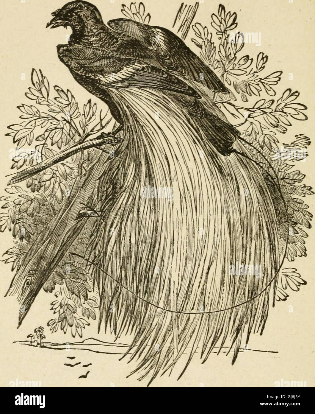 The history of birds - their varieties and oddities, comprising graphic ...