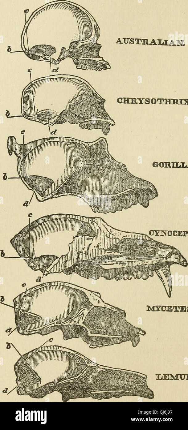 *Man's Place in Nature* (1904) explores human evolution, anthropology ...