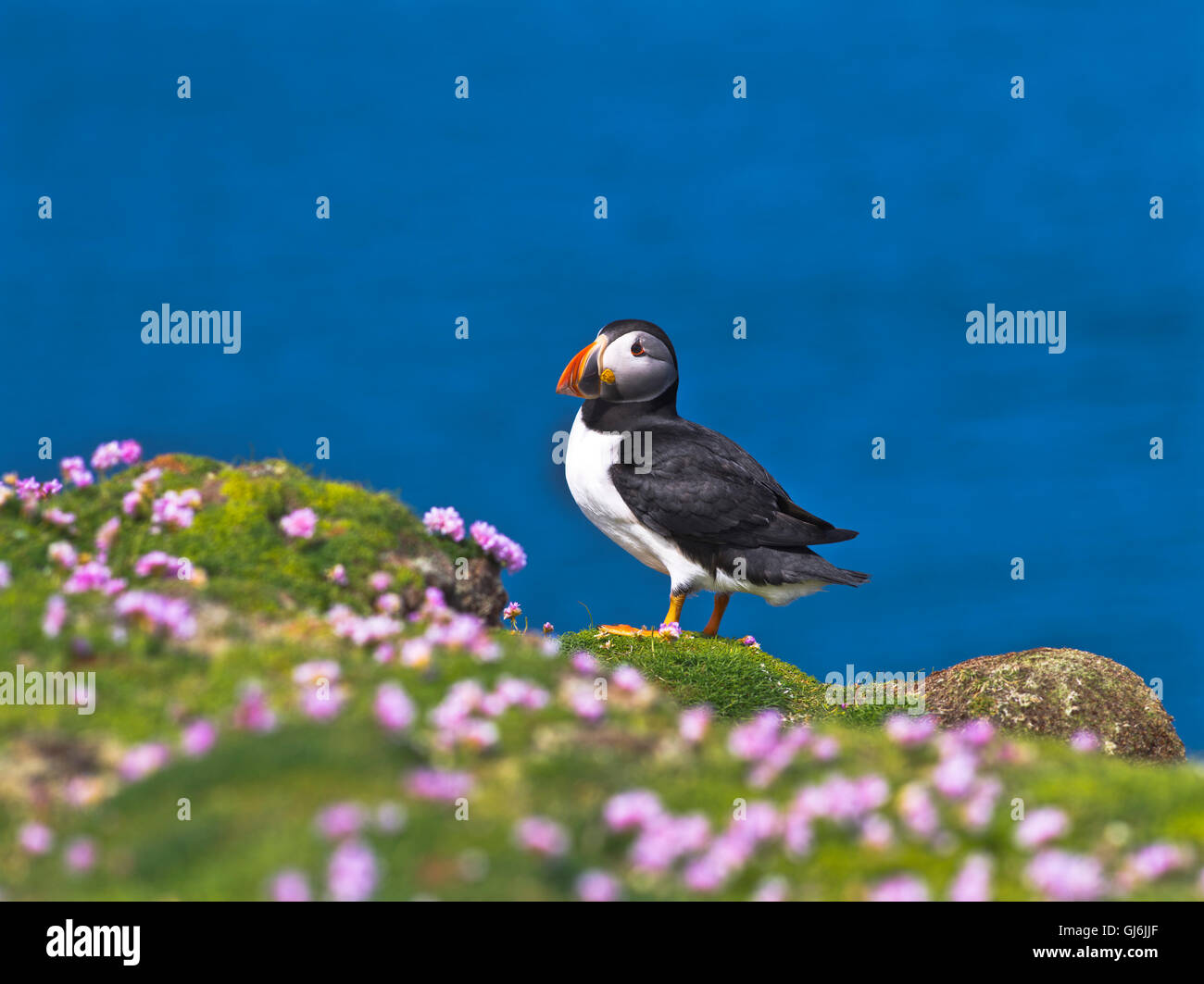 dh Bu Ness FAIR ISLE SHETLAND Puffin on thrift cliff top scotland ...