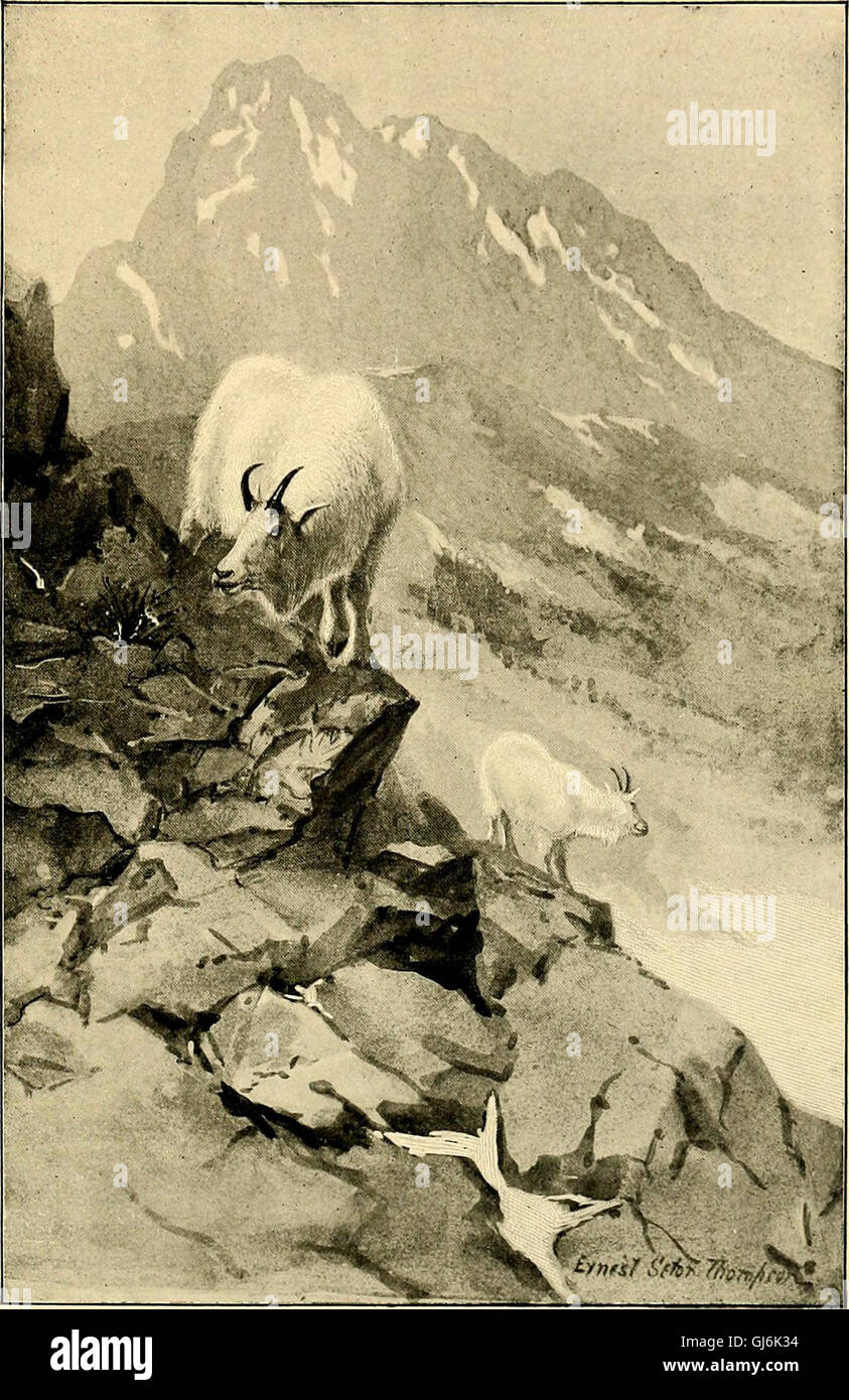 Four footed americans hi-res stock photography and images - Alamy