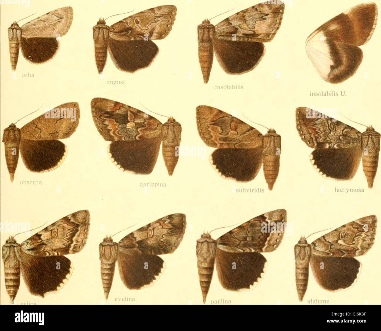 This 1900 work 'Die Gross-Schmetterlinge der Erde' is a systematic ...