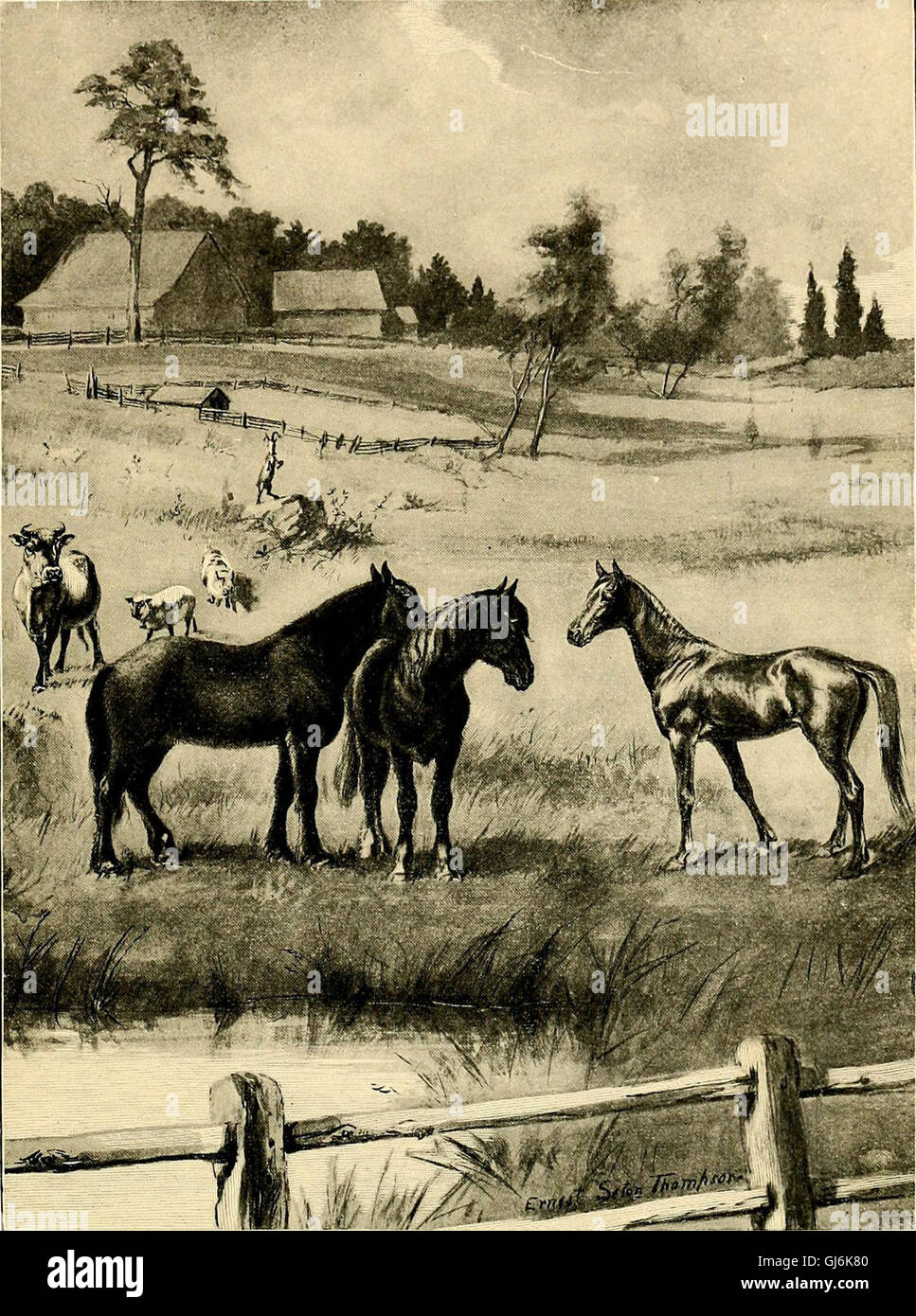 Four footed americans hi-res stock photography and images - Alamy