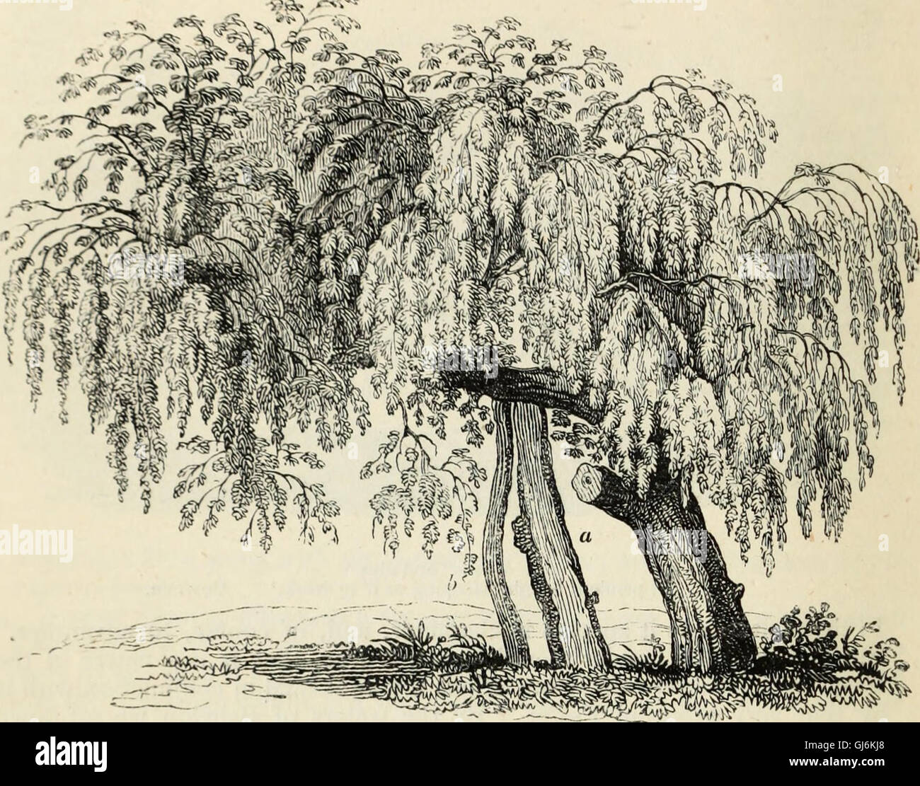 This work details the trees and shrubs of Britain, both native and ...