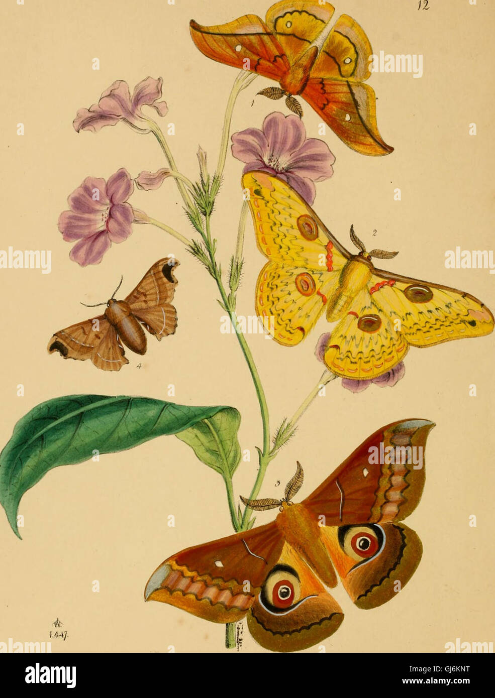 This volume showcases a collection of rare and beautiful insect species ...