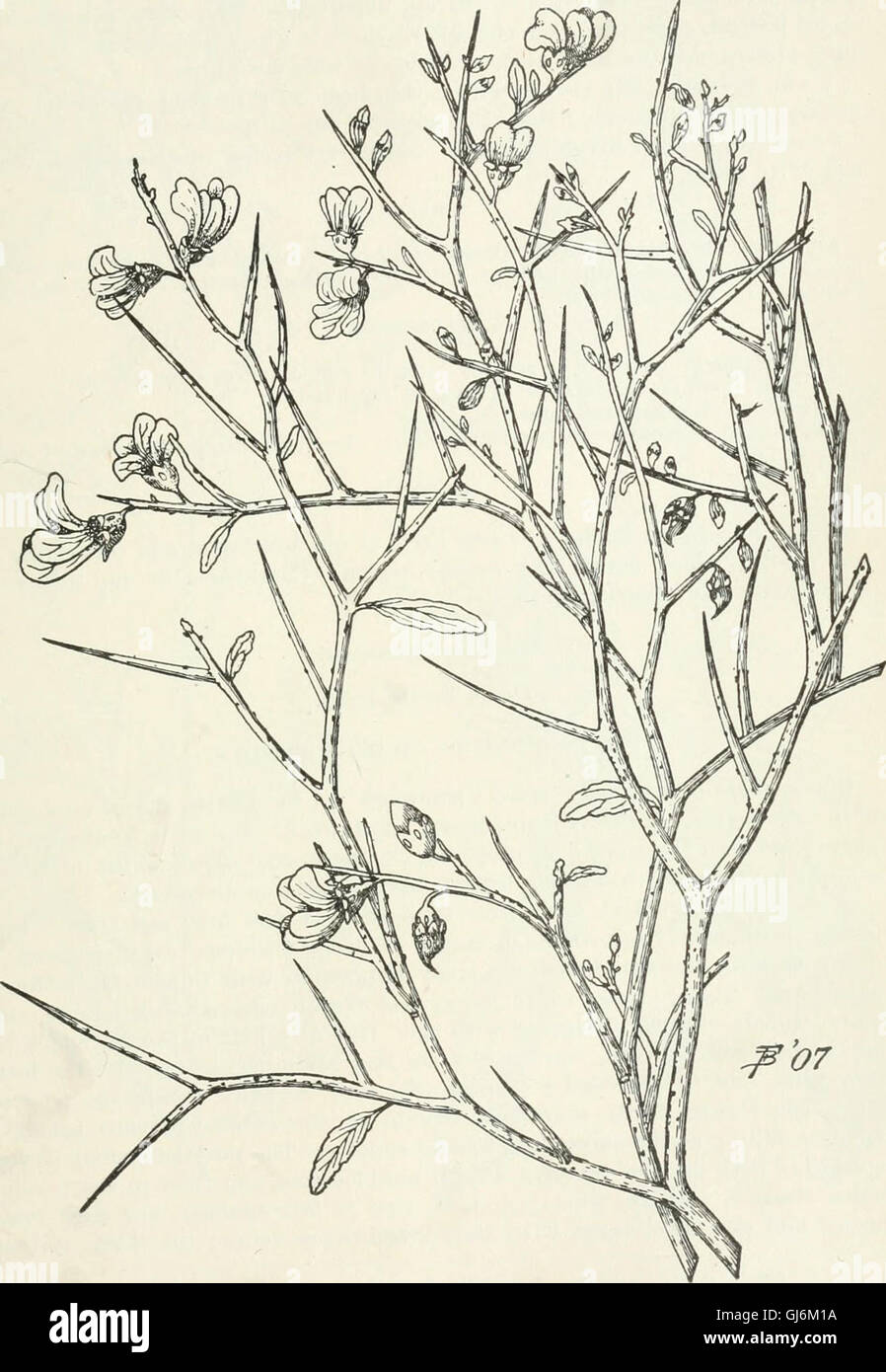 This 1908 work provides an overview of the various forest tree species ...