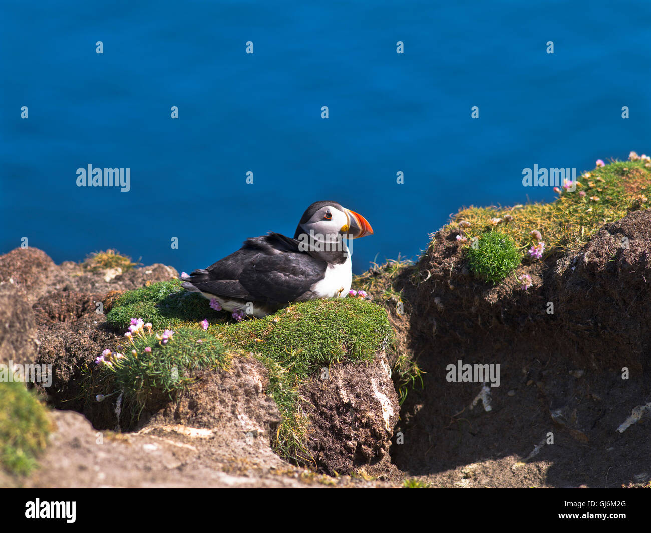dh Bu Ness FAIR ISLE SHETLAND Puffin sitting on cliff top scotland rock ...