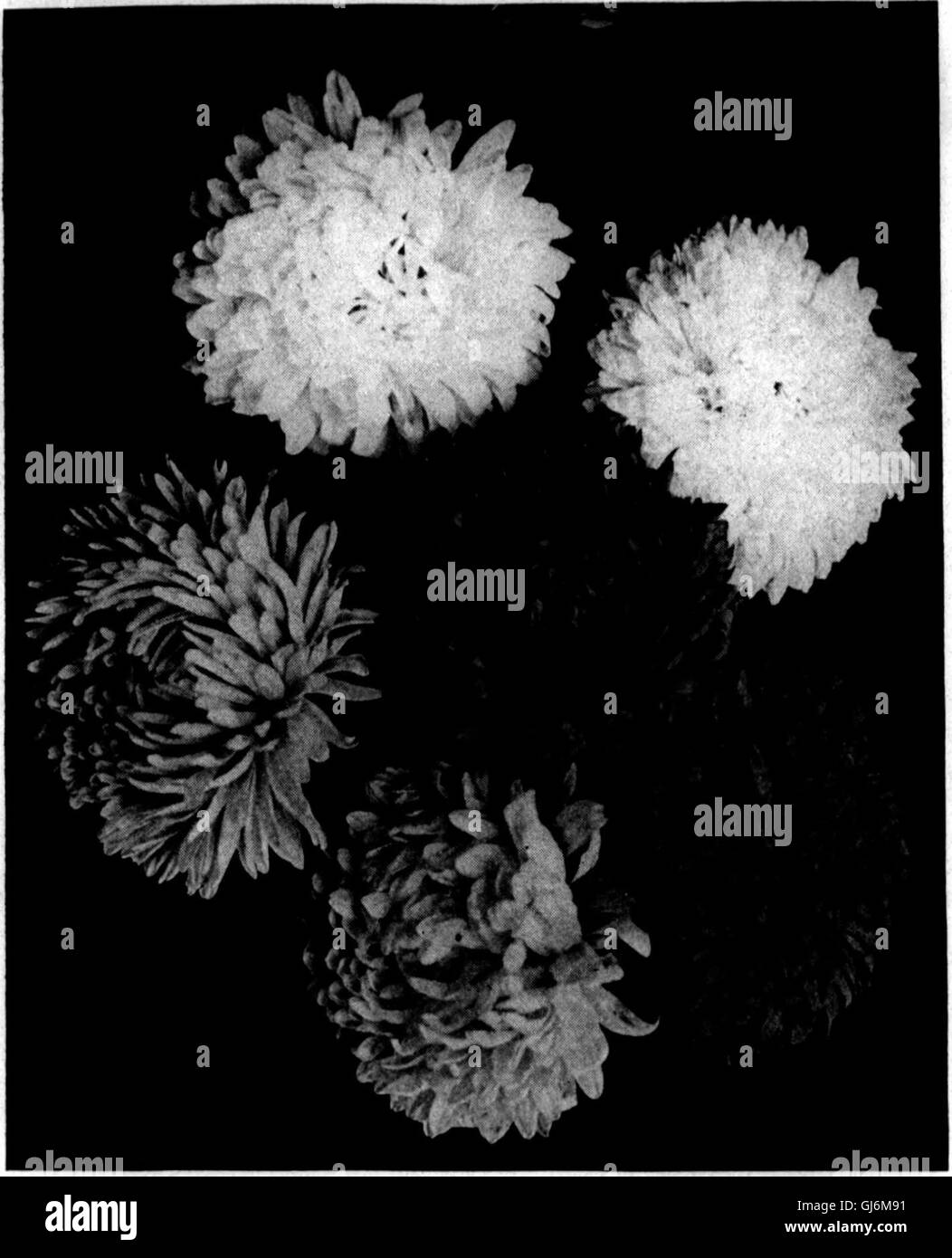 The 'Florists' Review' is a publication dedicated to the floral ...