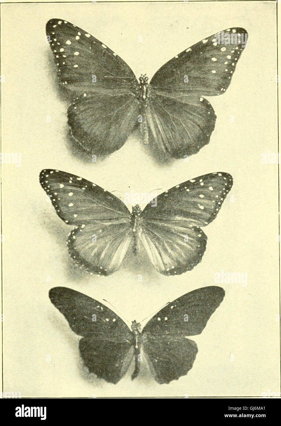 A 1914 guide to the butterflies of the eastern U.S., designed for ...