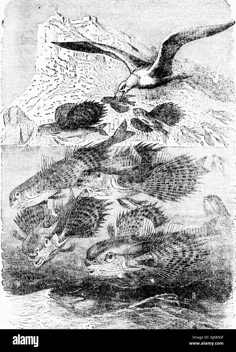 'Earth, Sea and Sky' (microform) offers a comprehensive description of ...