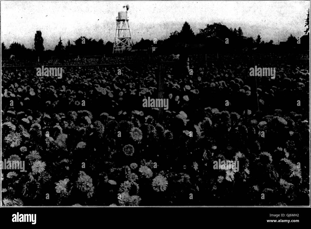 Arrangement focused Black and White Stock Photos & Images - Alamy