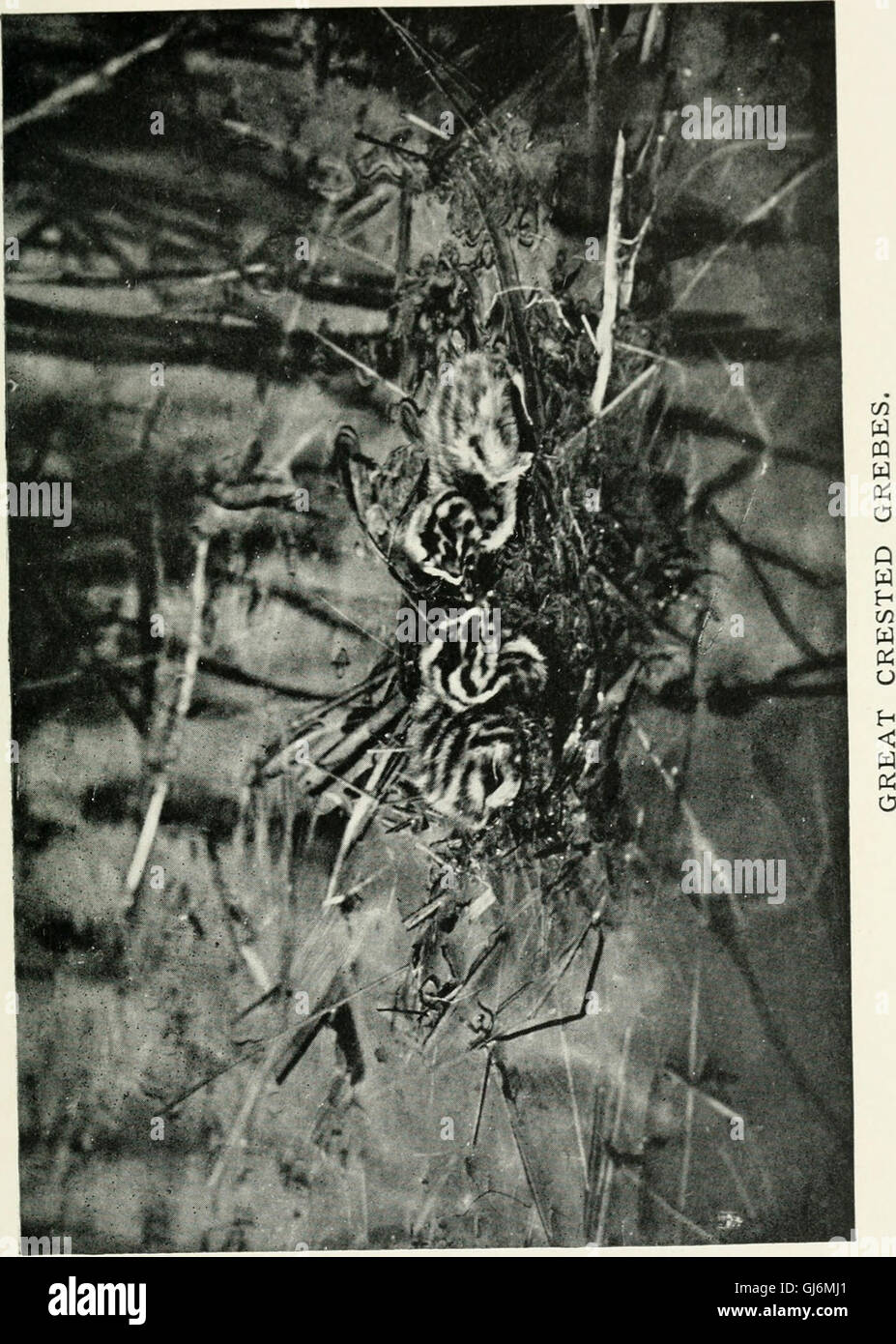Baby Birds at Home (1912) focuses on the early stages of bird ...