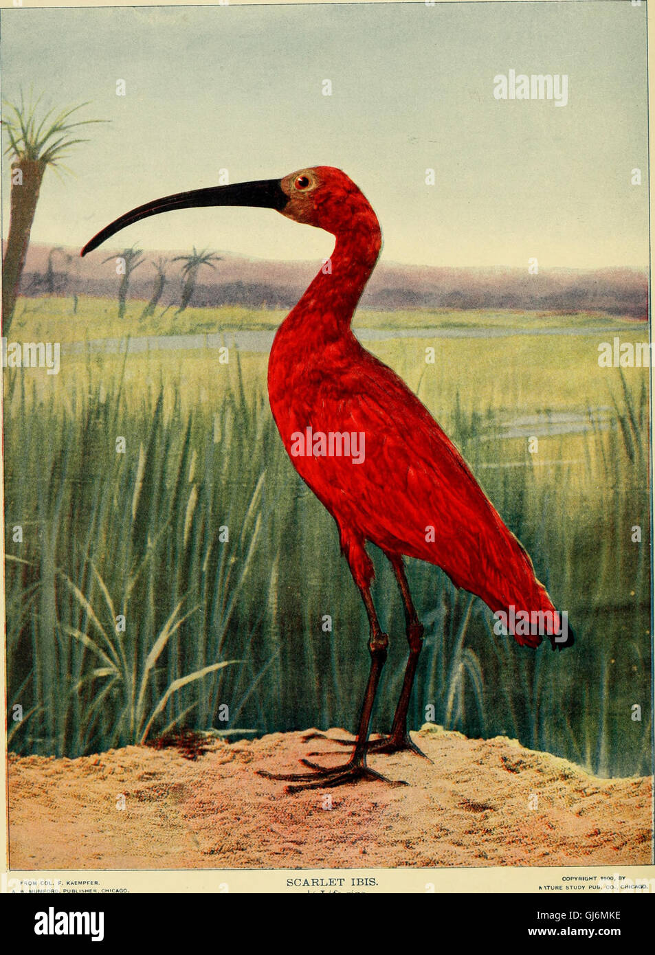 Birds and nature (1900 Stock Photo - Alamy