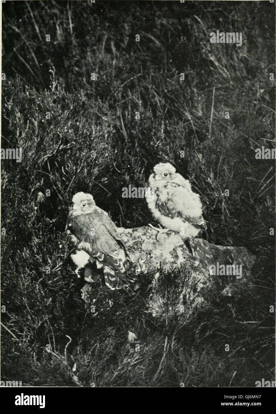 'Baby Birds at Home' (1912) explores the early stages of life for ...