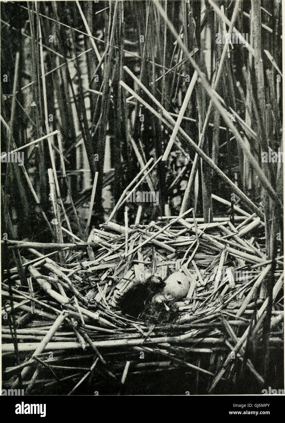 This 1912 book provides a look into the life of baby birds, focusing on ...