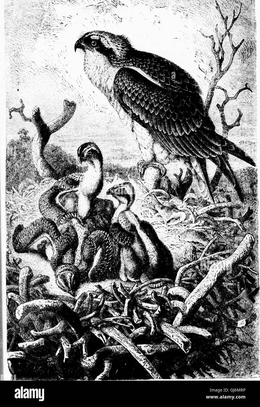 A microform publication describing the wonders of the Earth, seas, and ...