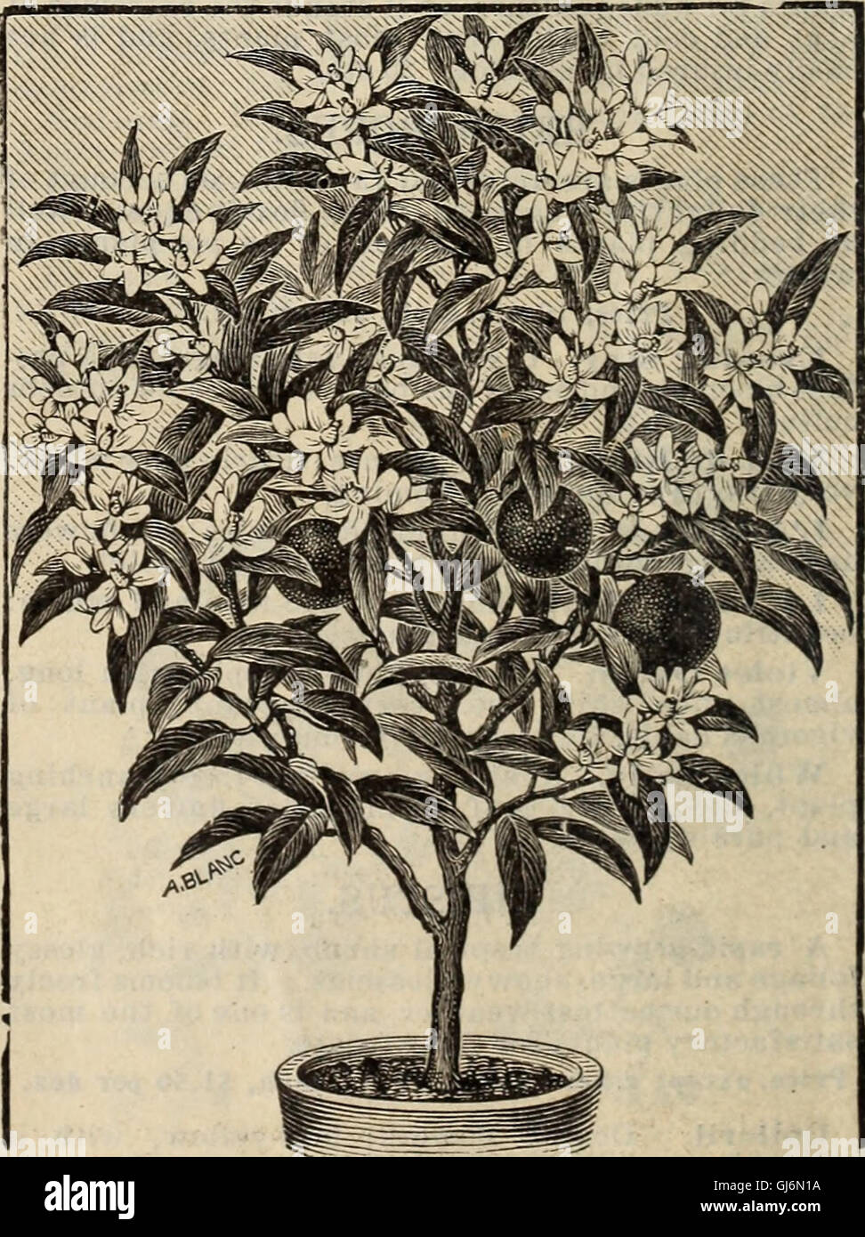 This 1896 catalog offers a detailed description of various trees ...