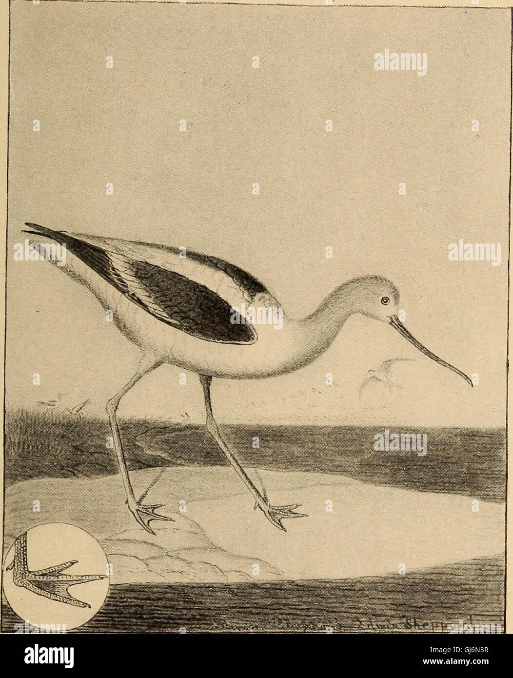 This work details the shorebirds of North America, including snipes ...