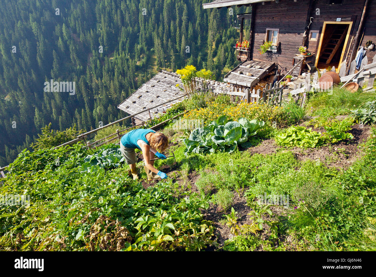 Working in the vegetable garden Stock Photo - Alamy