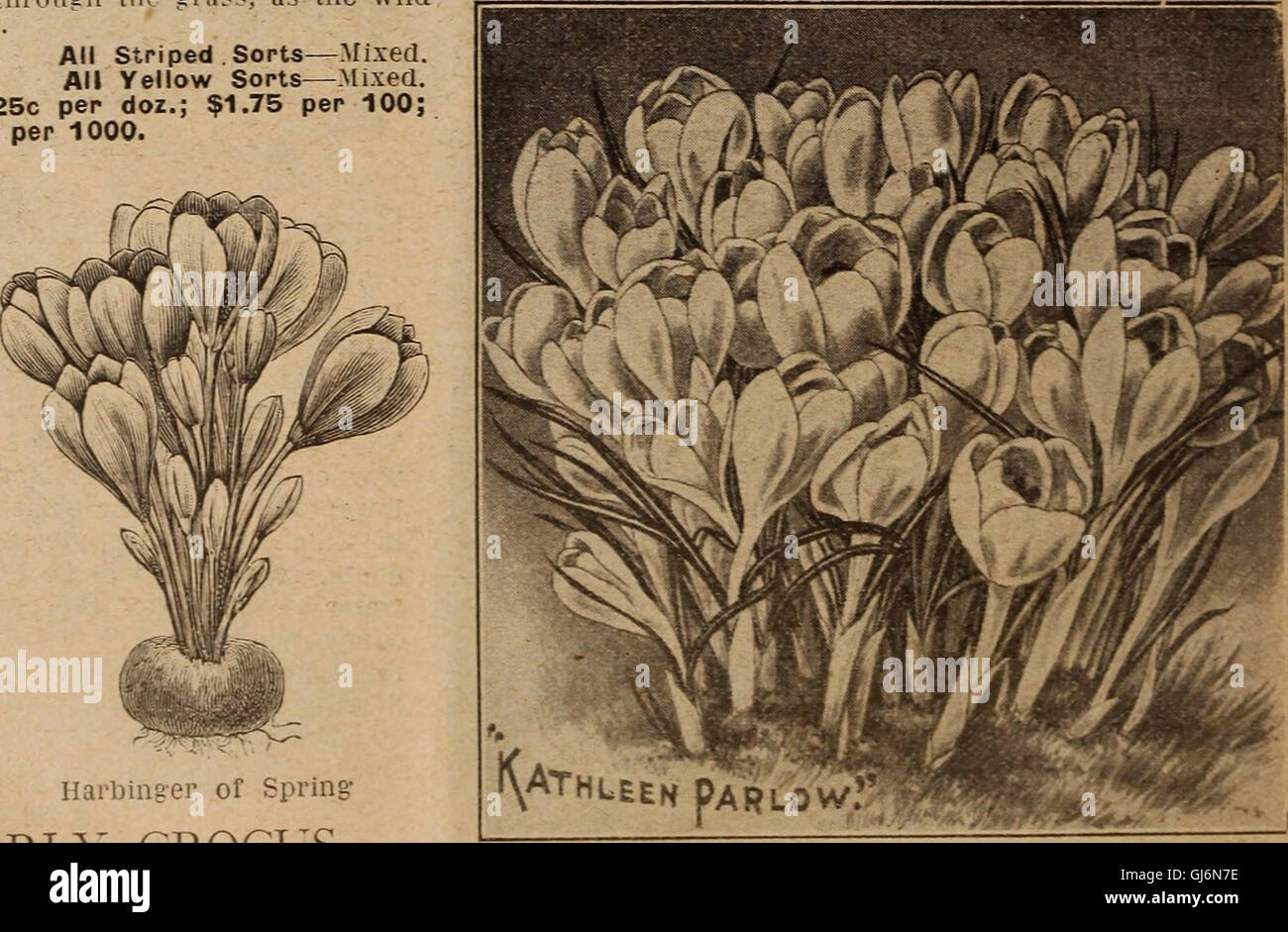 'Childs' Bulbs That Bloom' (1920) offers a catalog of flowering bulbs ...