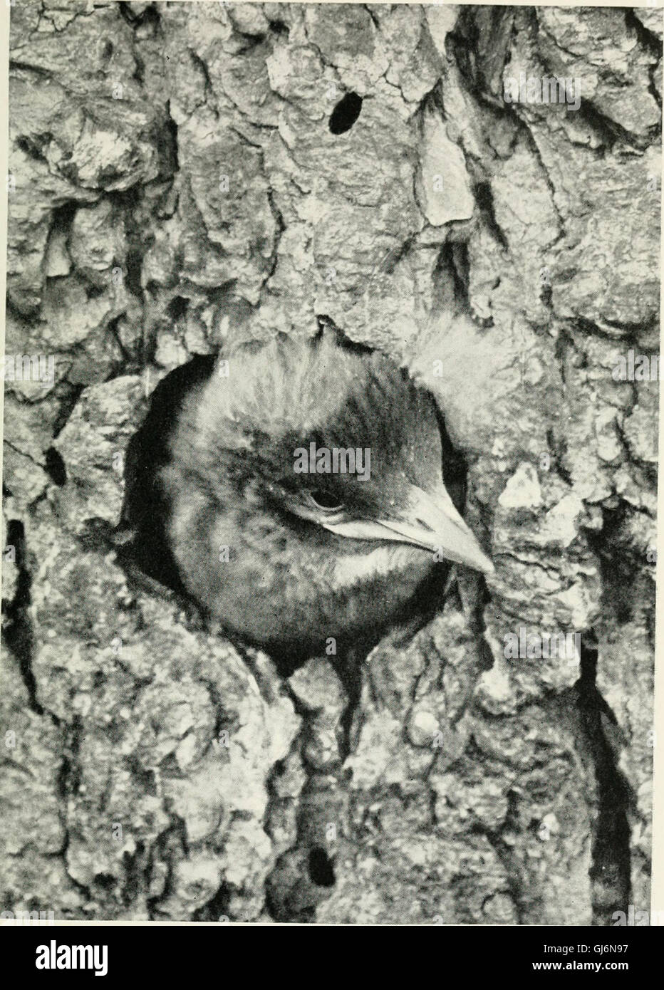 This 1912 book provides guidance on caring for baby birds in a domestic ...