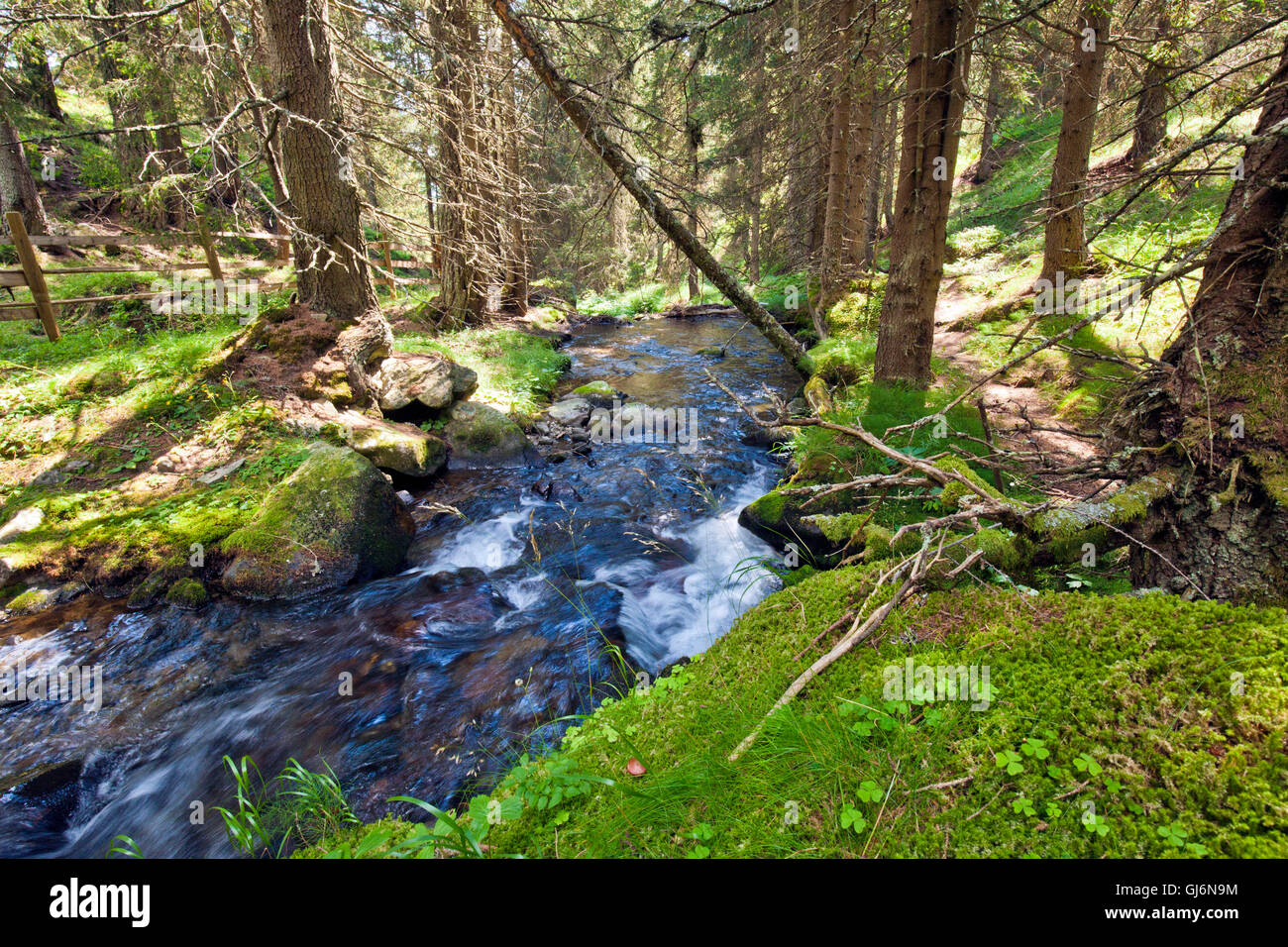 Brook in the mountain forest Stock Photo - Alamy