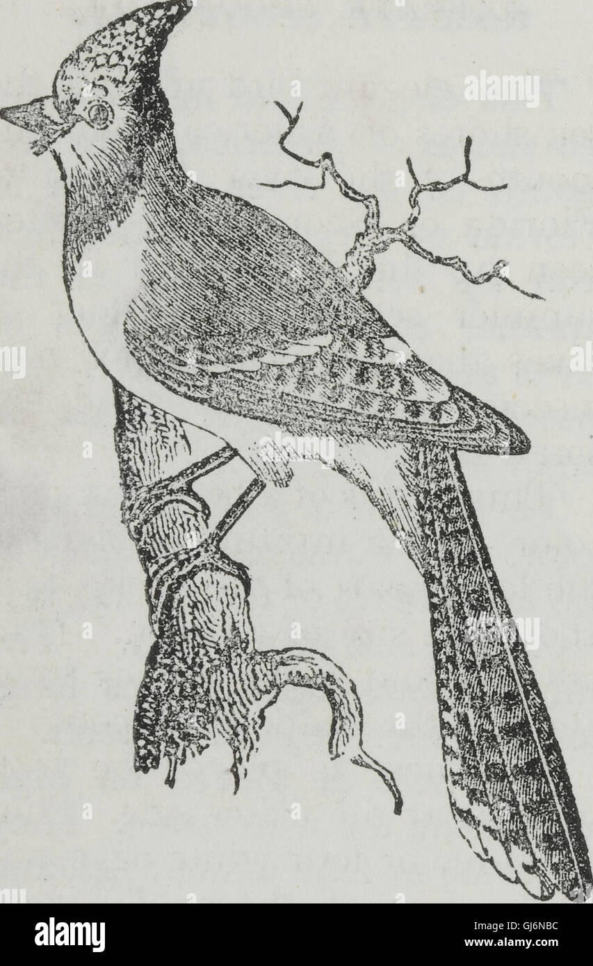 'Book About Birds' (1850) is a classic work that introduces readers to ...