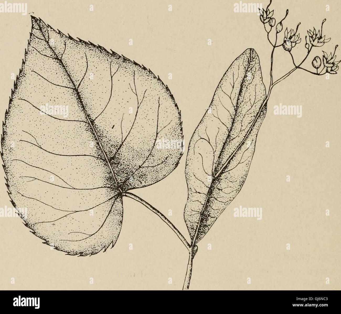 'Trees of Texas' (1915) is an illustrated guide to the trees native and ...