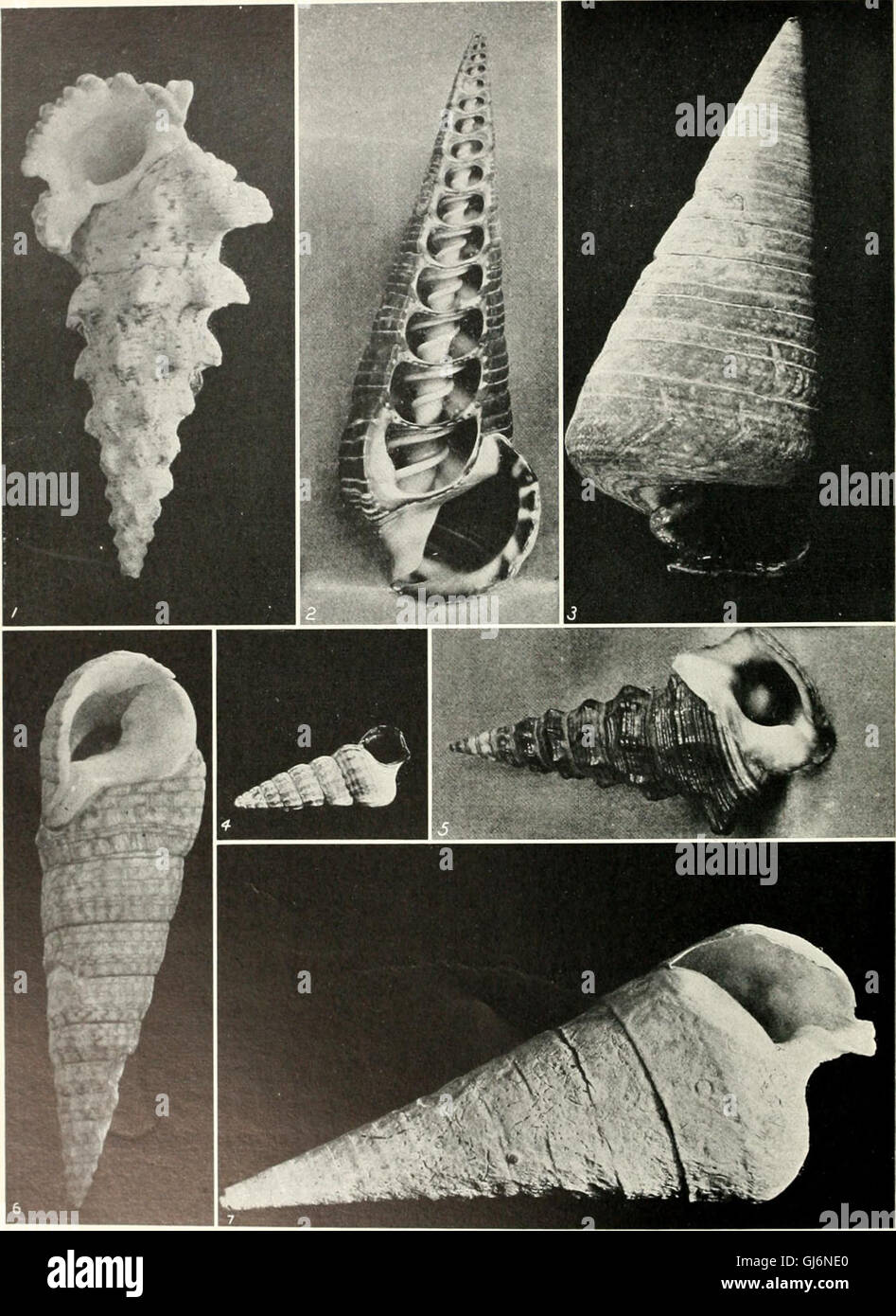 *The Shell Book* (1908) is a comprehensive guide to identifying and ...