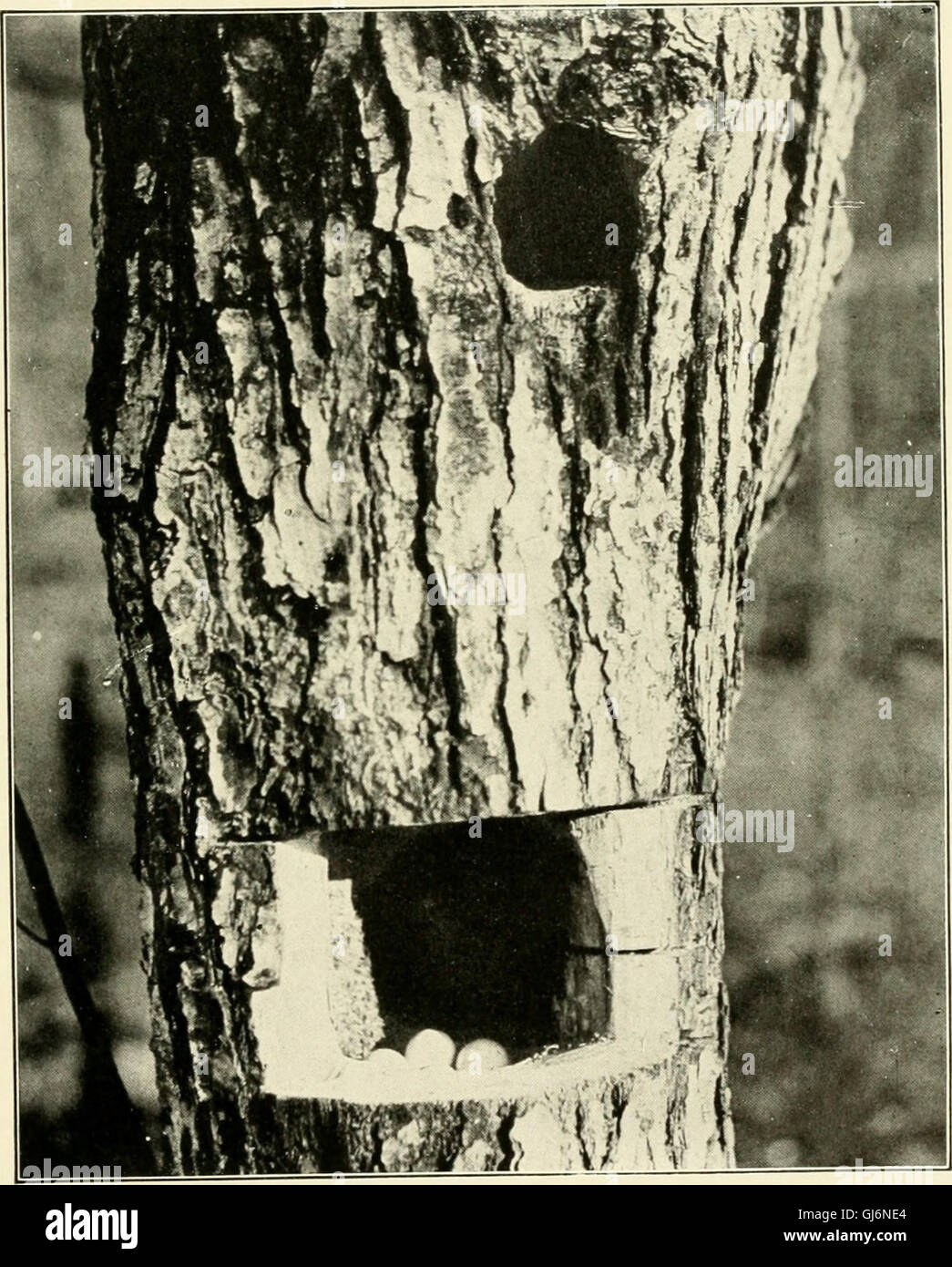 *The Bird: Its Form and Function* (1906) explores the anatomical ...