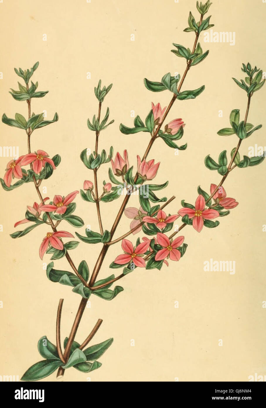 'Paxton's Magazine of Botany' (1841) is a comprehensive botanical ...