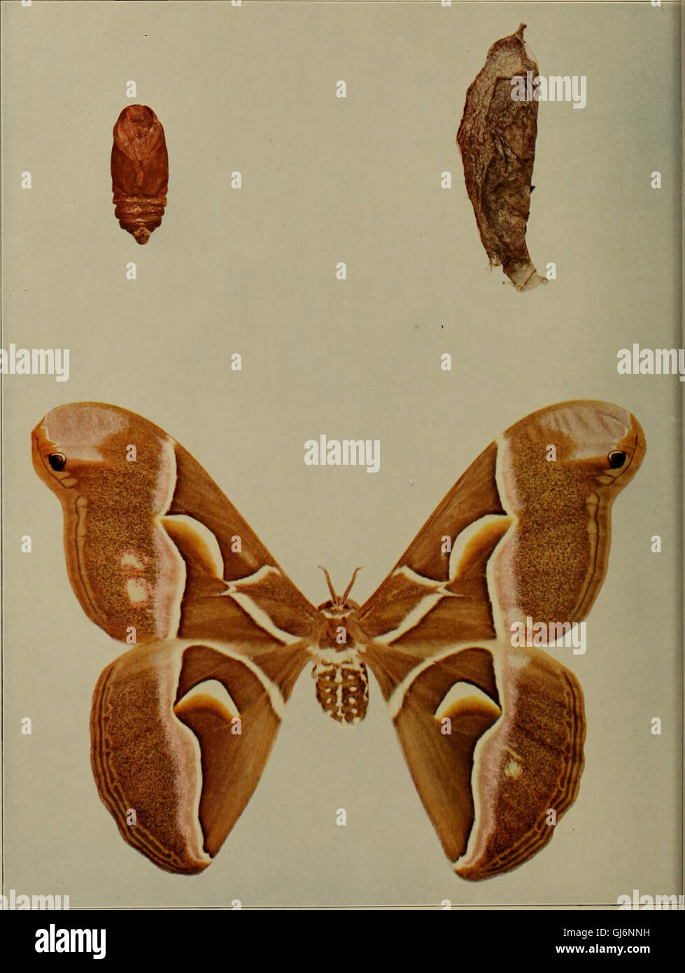 Birds and Nature, published in 1903, is a periodical focused on the ...