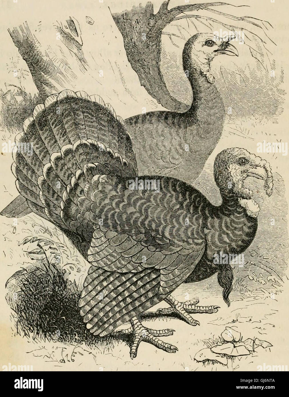 'The American Sportsman' (1855) provides practical tips for sportsmen ...
