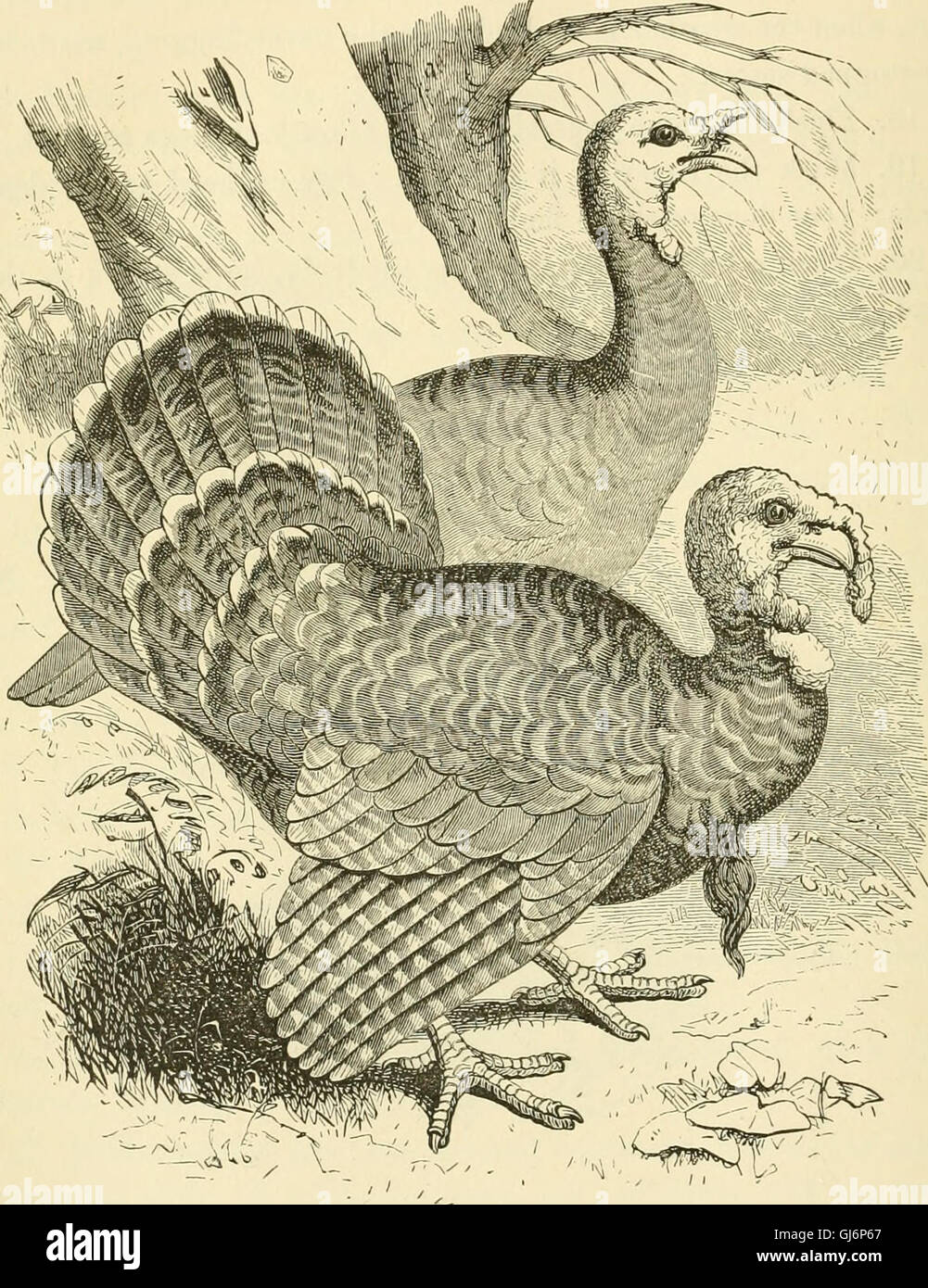 *The American Sportsman* (1885) is a magazine that covers a wide range ...