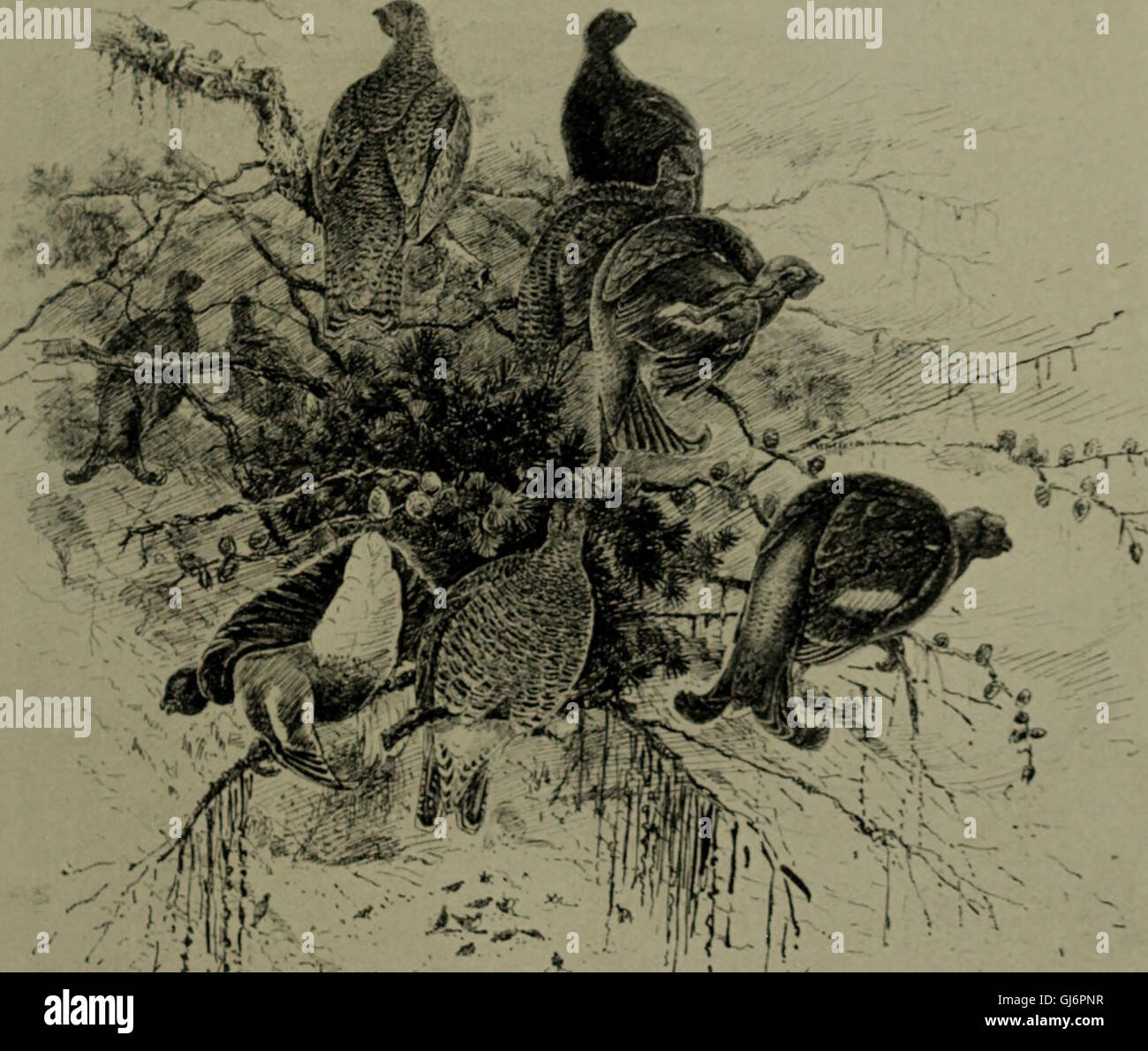 Game birds and shooting-sketches - illustrating the habits, modes of ...