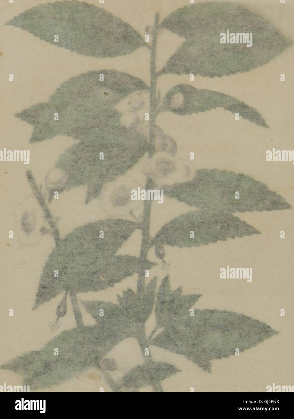 'The Family Flora and Materia Medica Botanica' (1847) presents detailed ...