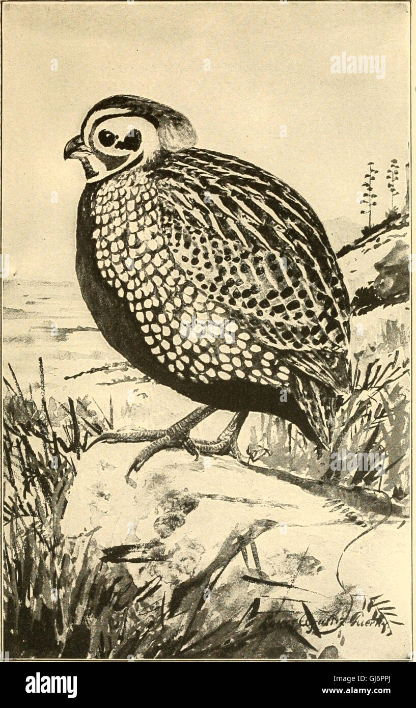 This 1910 guide focuses on the sport of shooting American game birds ...