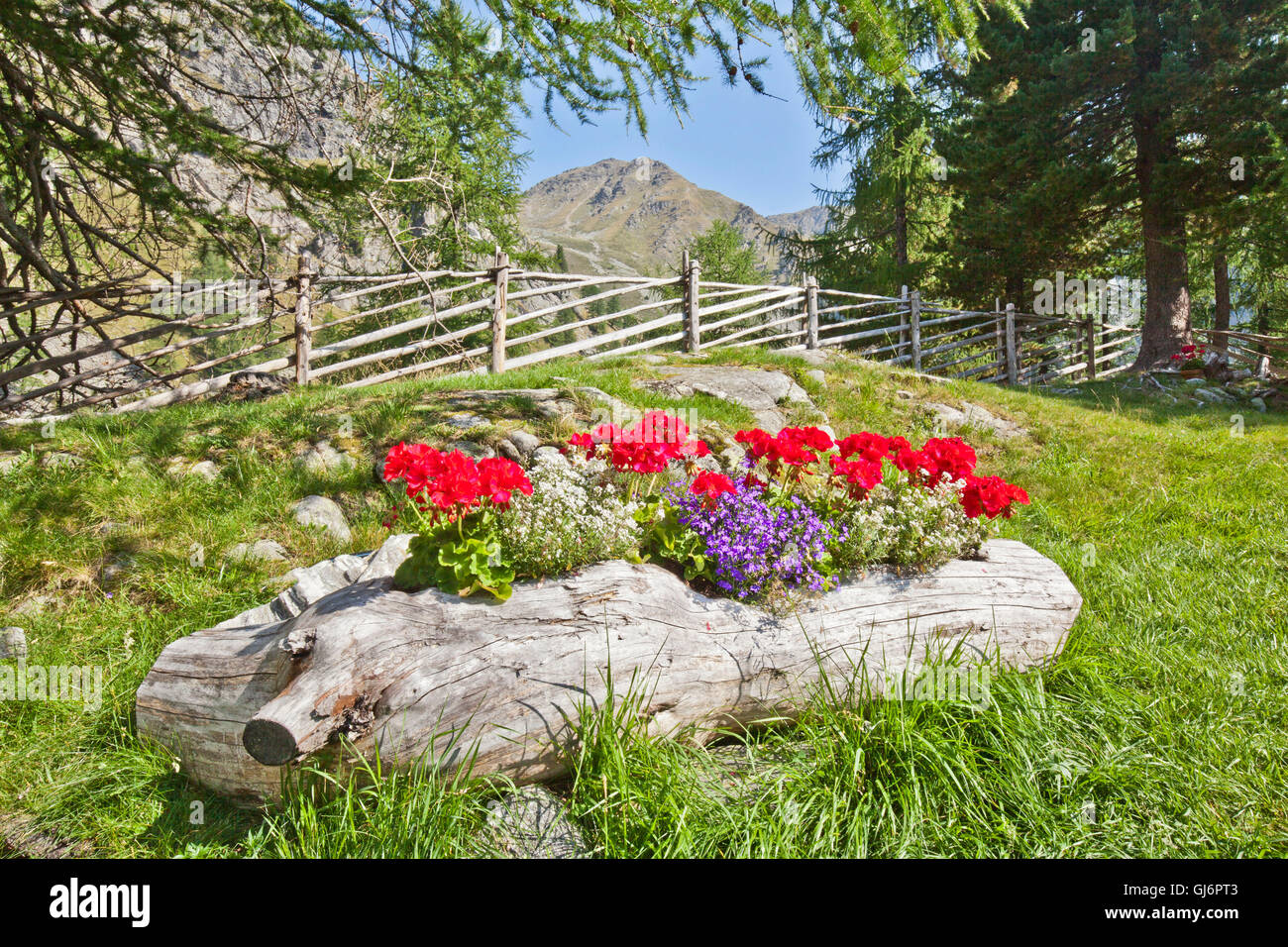 Flower trough on Alpine meadow Stock Photo - Alamy