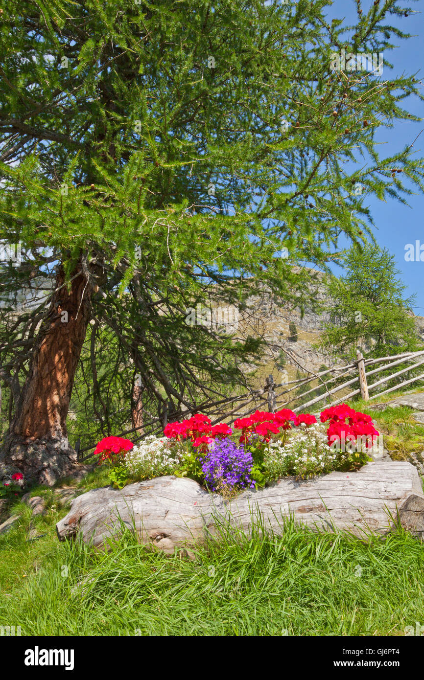 Alpine trough flower hi-res stock photography and images - Alamy