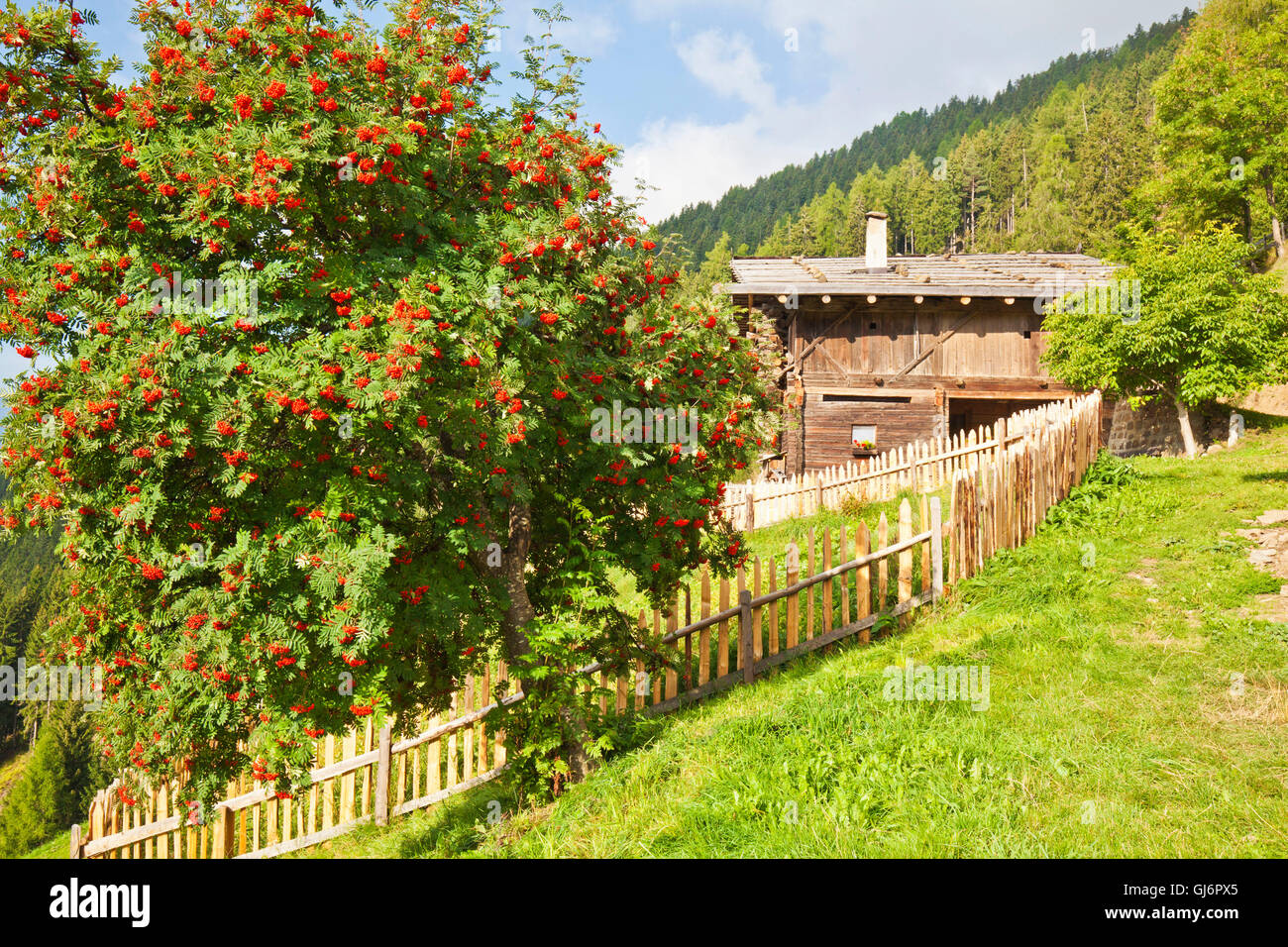 European rowan in the mountainside Stock Photo - Alamy