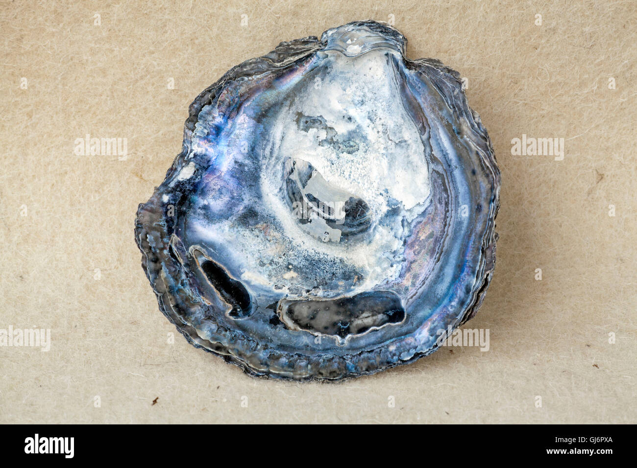 Coloured shell of an oyster Stock Photo - Alamy