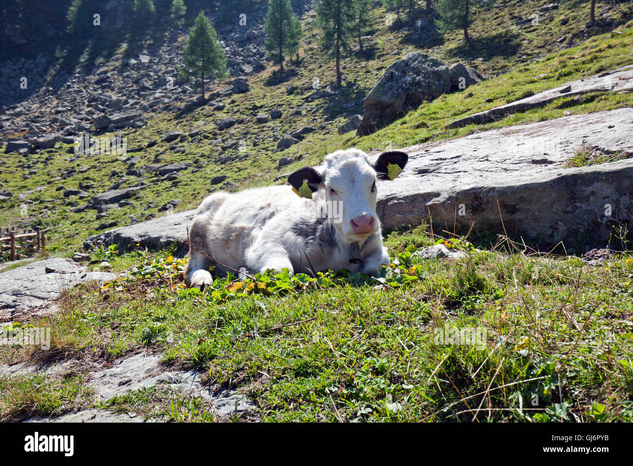 white calf on the alp Stock Photo - Alamy