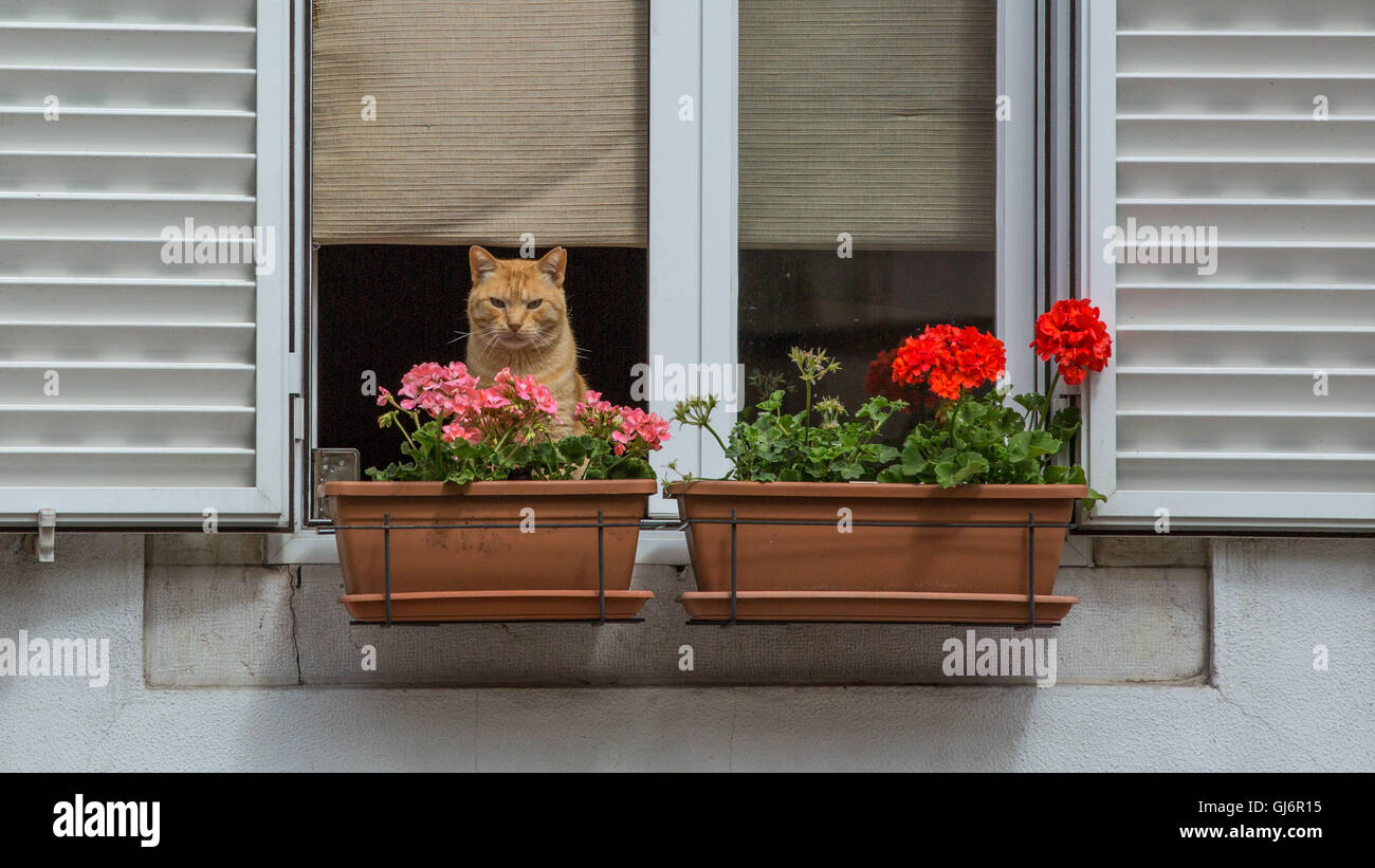 Europe, Portugal, Lisbon, cat in the window Stock Photo - Alamy