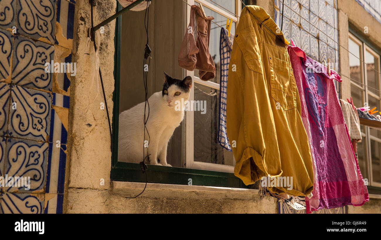 Europe, Portugal, Lisbon, black/white cat in the window Stock Photo - Alamy