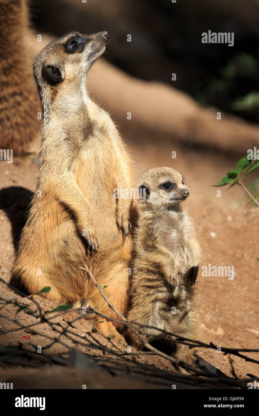 Meerkat, Suricata suricatta, captive, Germany Stock Photo - Alamy